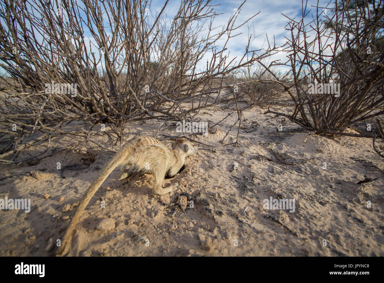 Meerkat foraging for Prey- Kalahari South Africa Stock Photo - Alamy