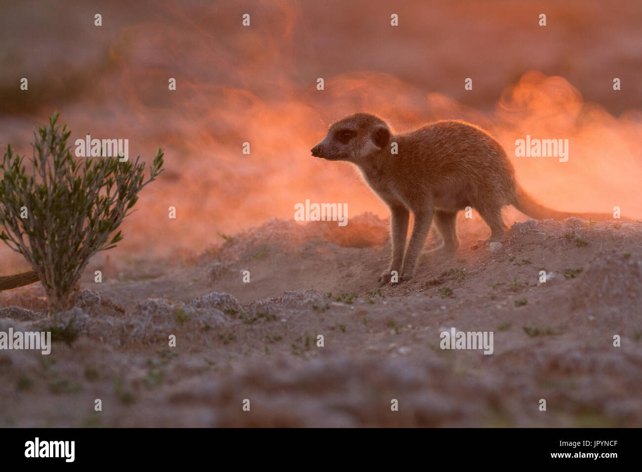 Meerkat looks up from digging - Kalahari South Africa Stock Photo - Alamy