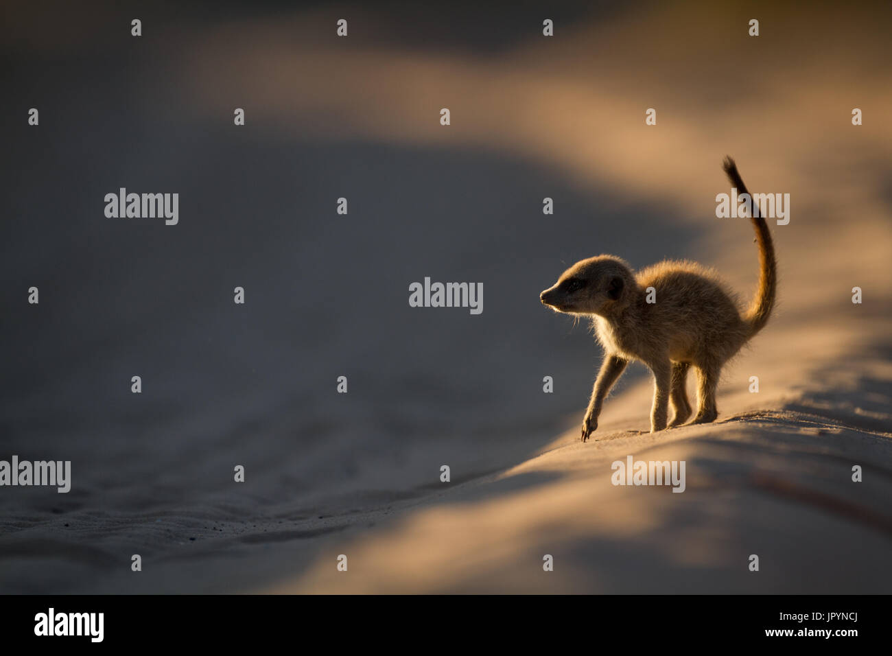 Backlit juvenil Meerkat at sunset - Kalahari South Africa Stock Photo ...