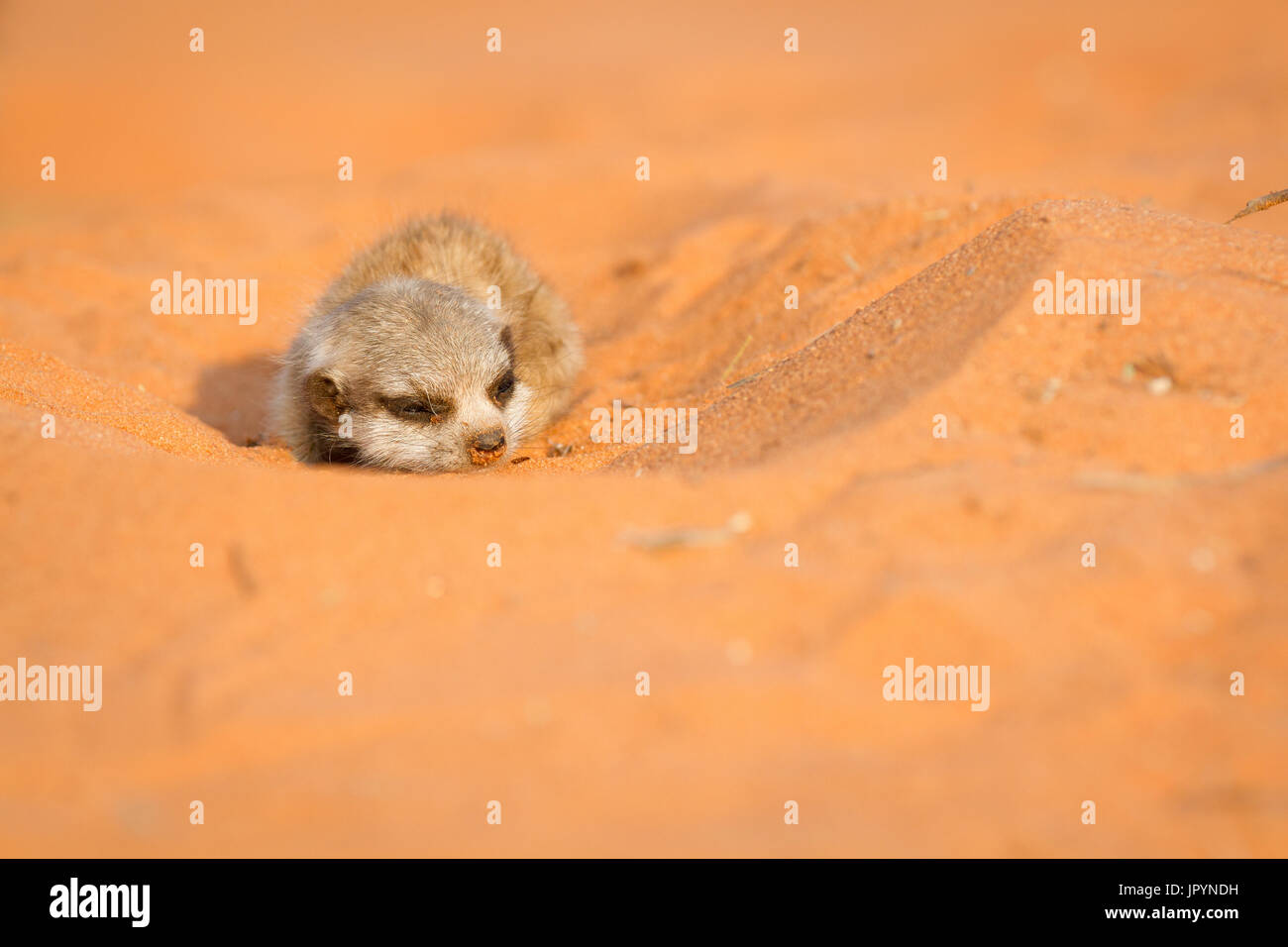 Sleepy young Meerkat - Kalahari South Africa Stock Photo - Alamy