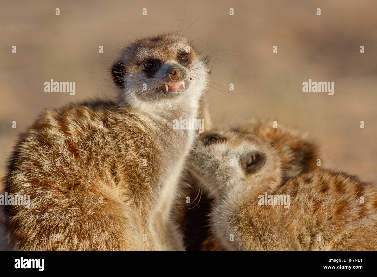 Baby meerkat behavior hi-res stock photography and images - Alamy