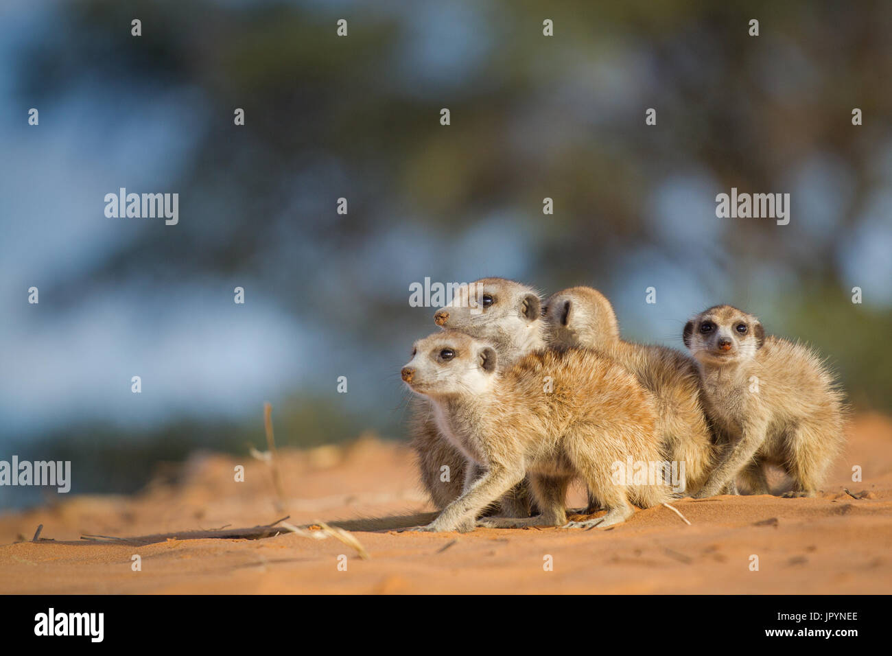 Meerkat group on a predator alert - Kalahari South Africa Stock Photo ...