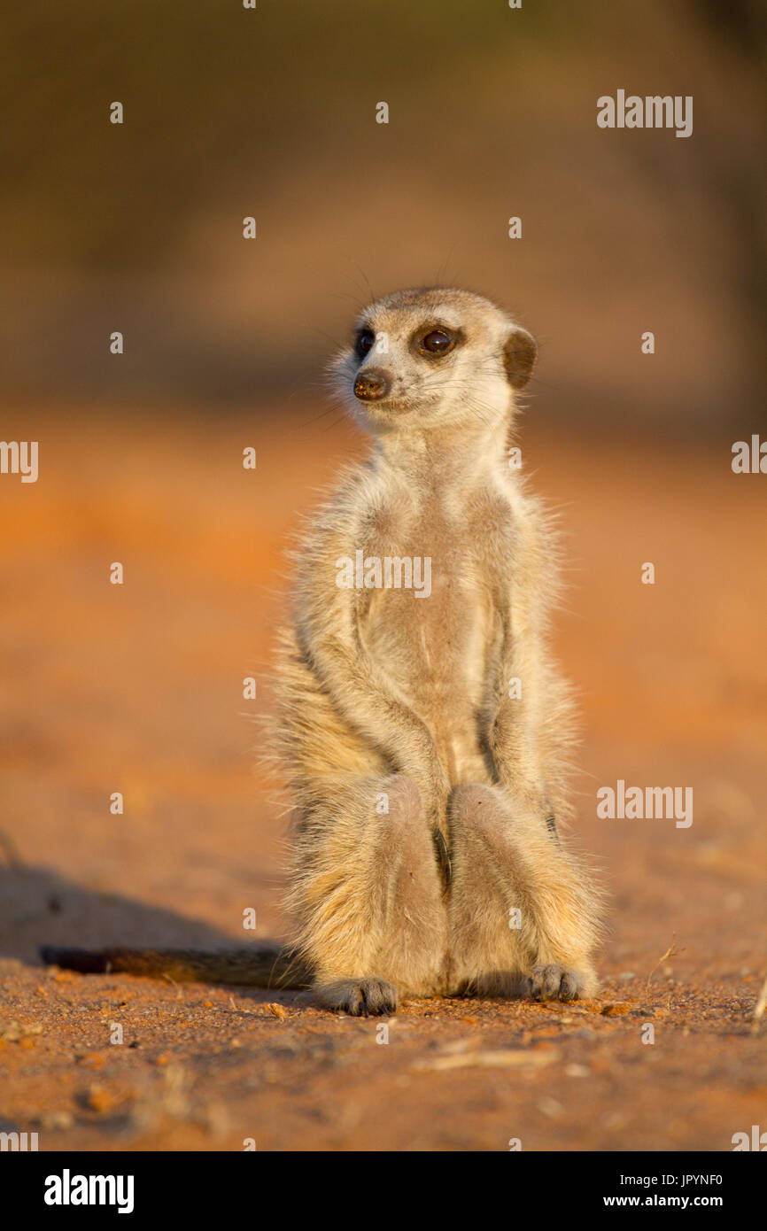 Meerkat sunning in morning - Kalahari South Africa Stock Photo - Alamy