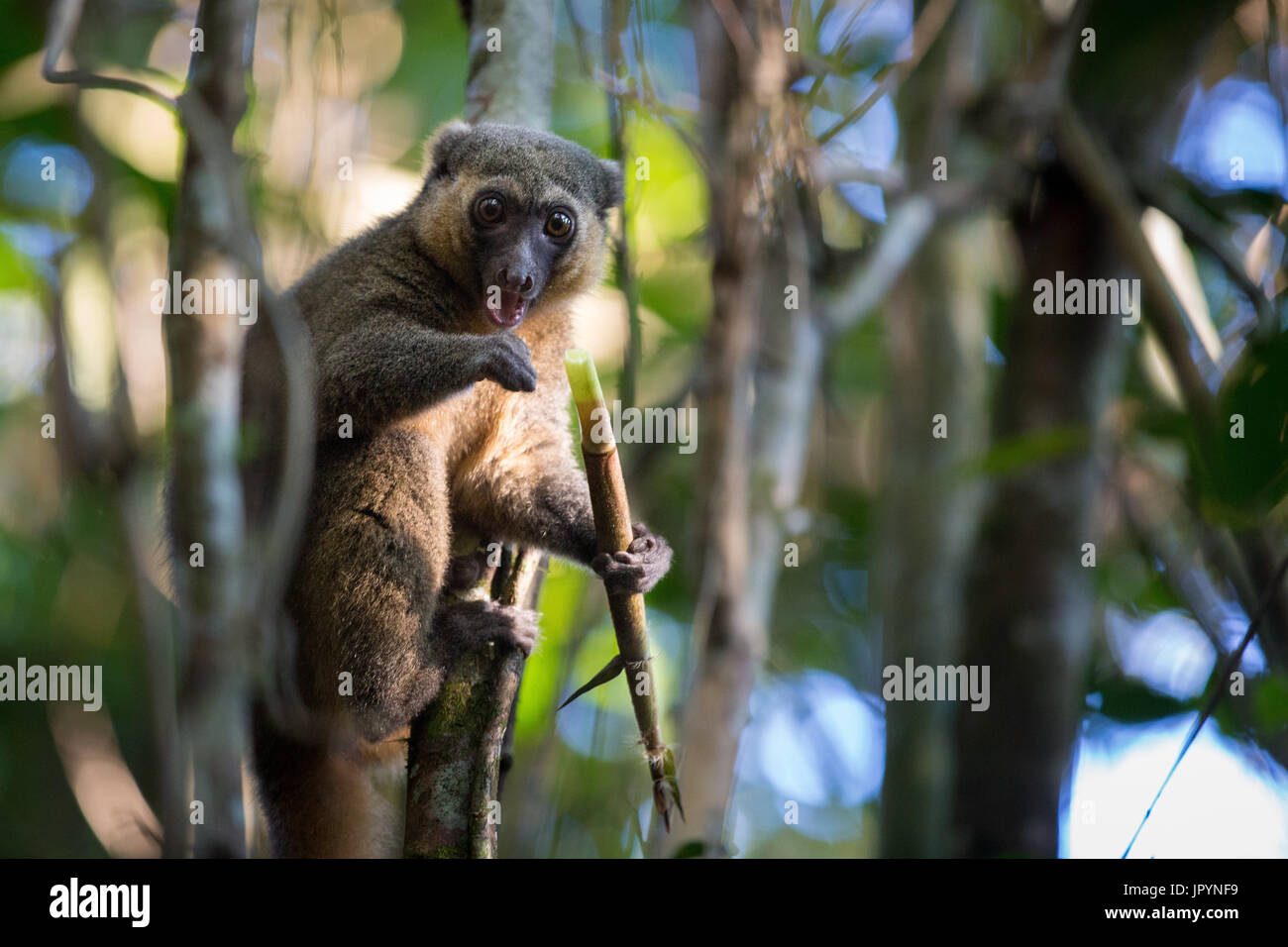 Golden Bamboo Lemur eating Bamboo - Madagascar Stock Photo - Alamy