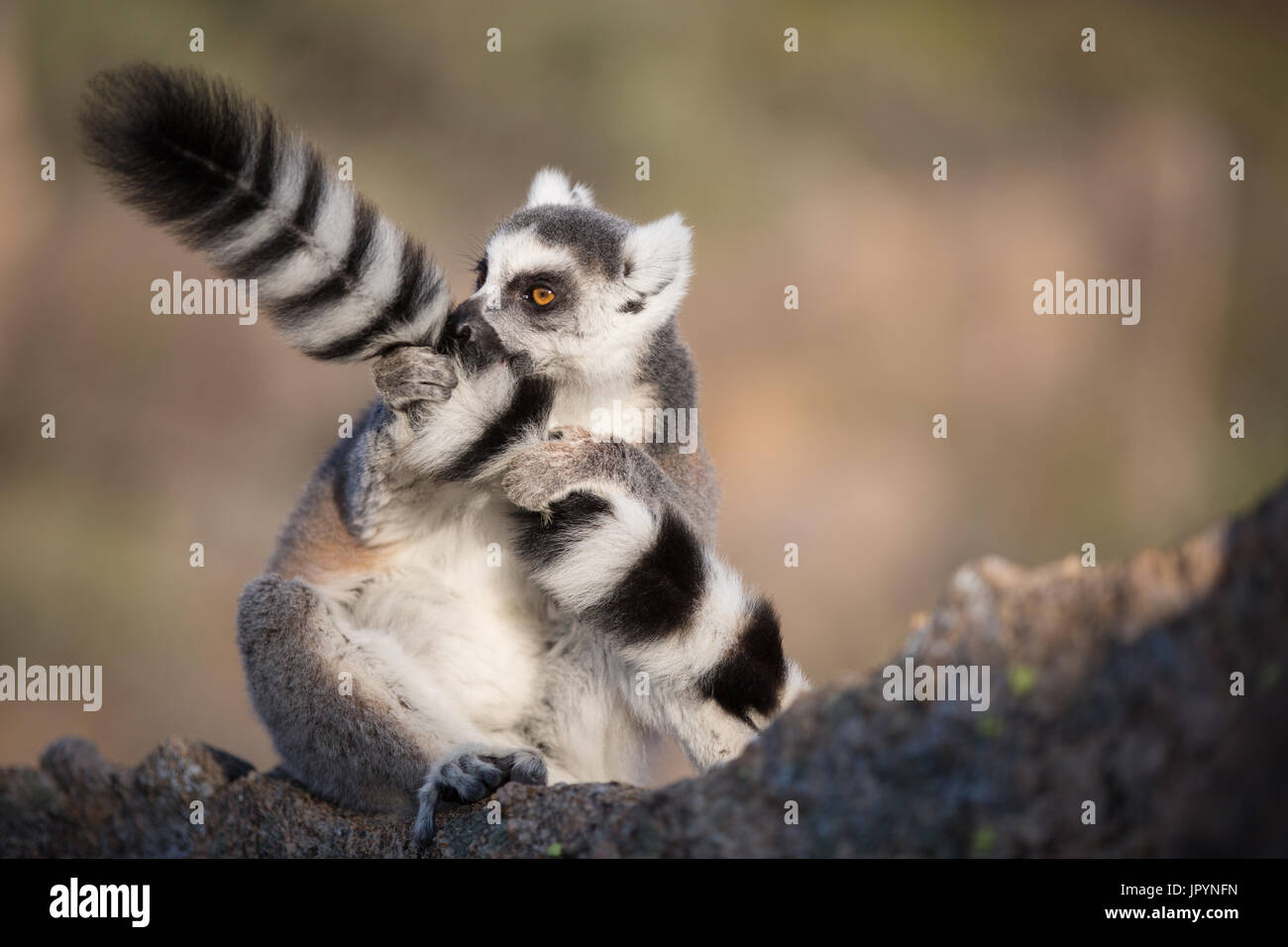 Ring-Tailed Lemur - Anja Community Reserve Madagascar Stock Photo - Alamy