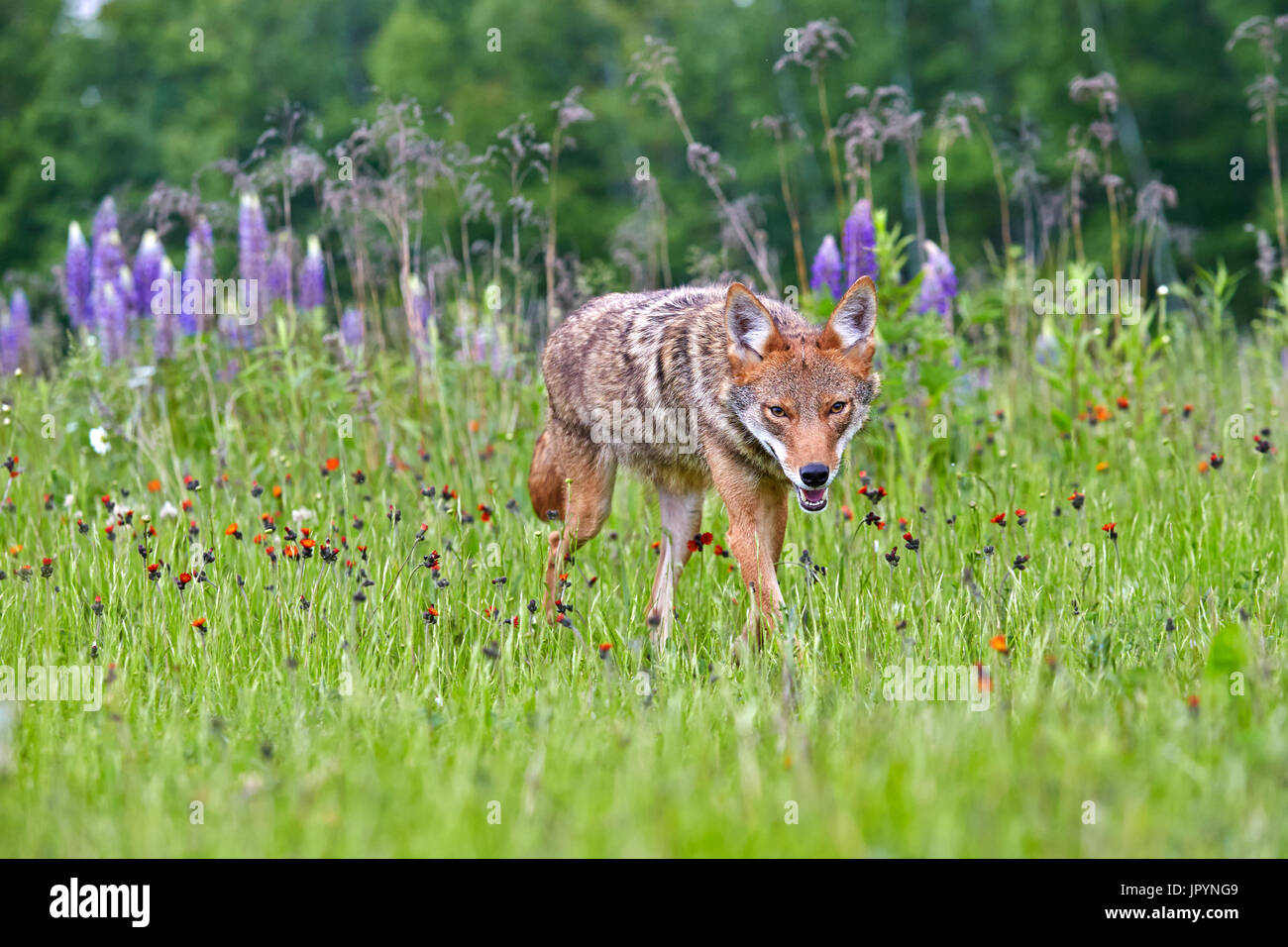 Coyote walking in the grass - Minnesota USA Stock Photo - Alamy