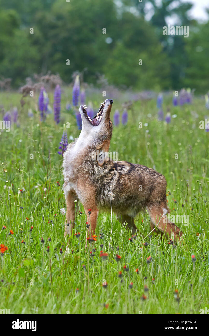 Coyote howling in the grass - Minnesota USA Stock Photo - Alamy
