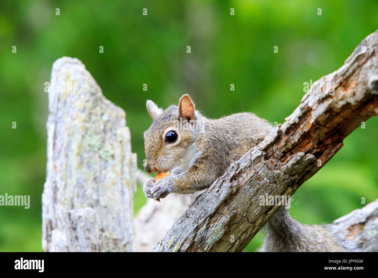 Eastern Grey squirrel eating on a branch - Minnesota USA Stock Photo ...