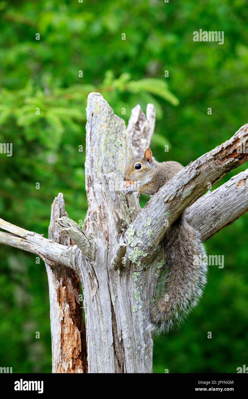 Eastern Grey squirrel eating on a branch - Minnesota USA Stock Photo ...