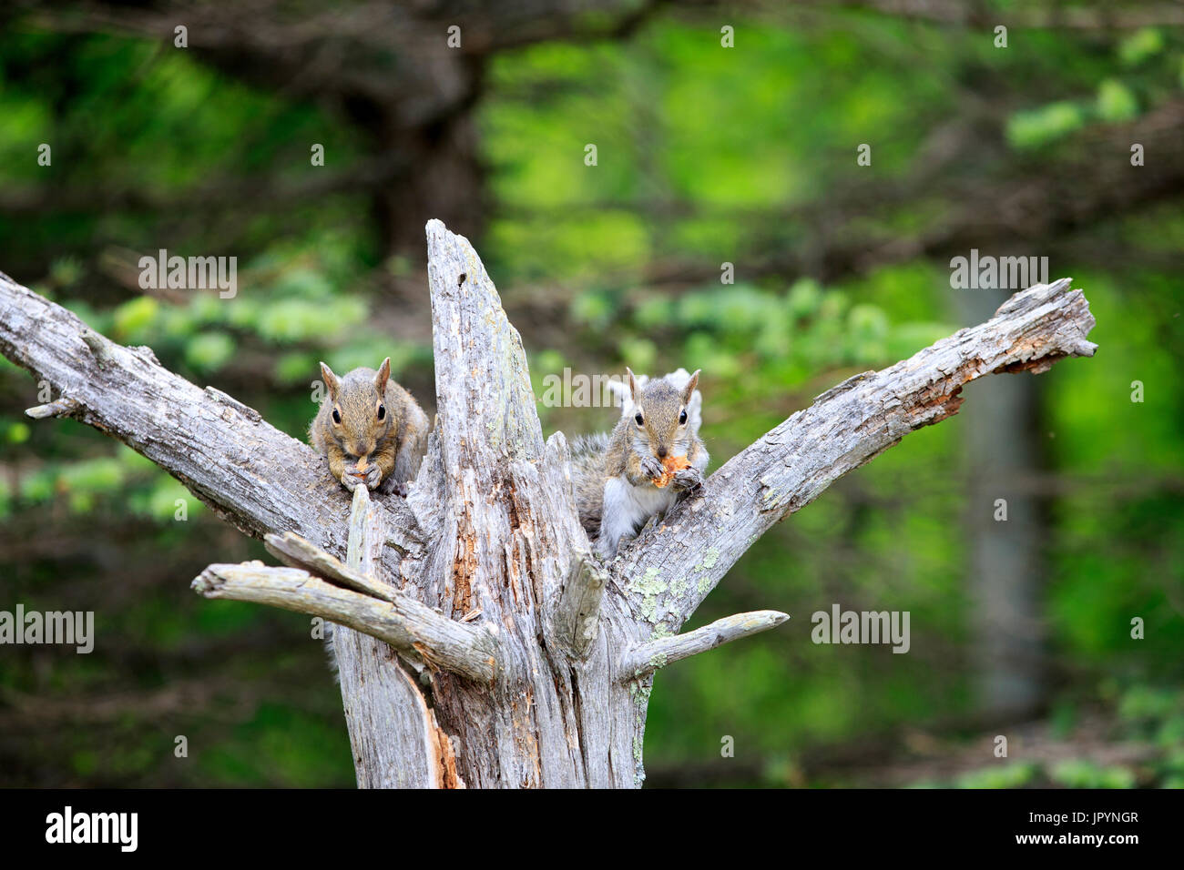 Eastern Grey squirrels eating on dead tree - Minnesota USA Stock Photo ...