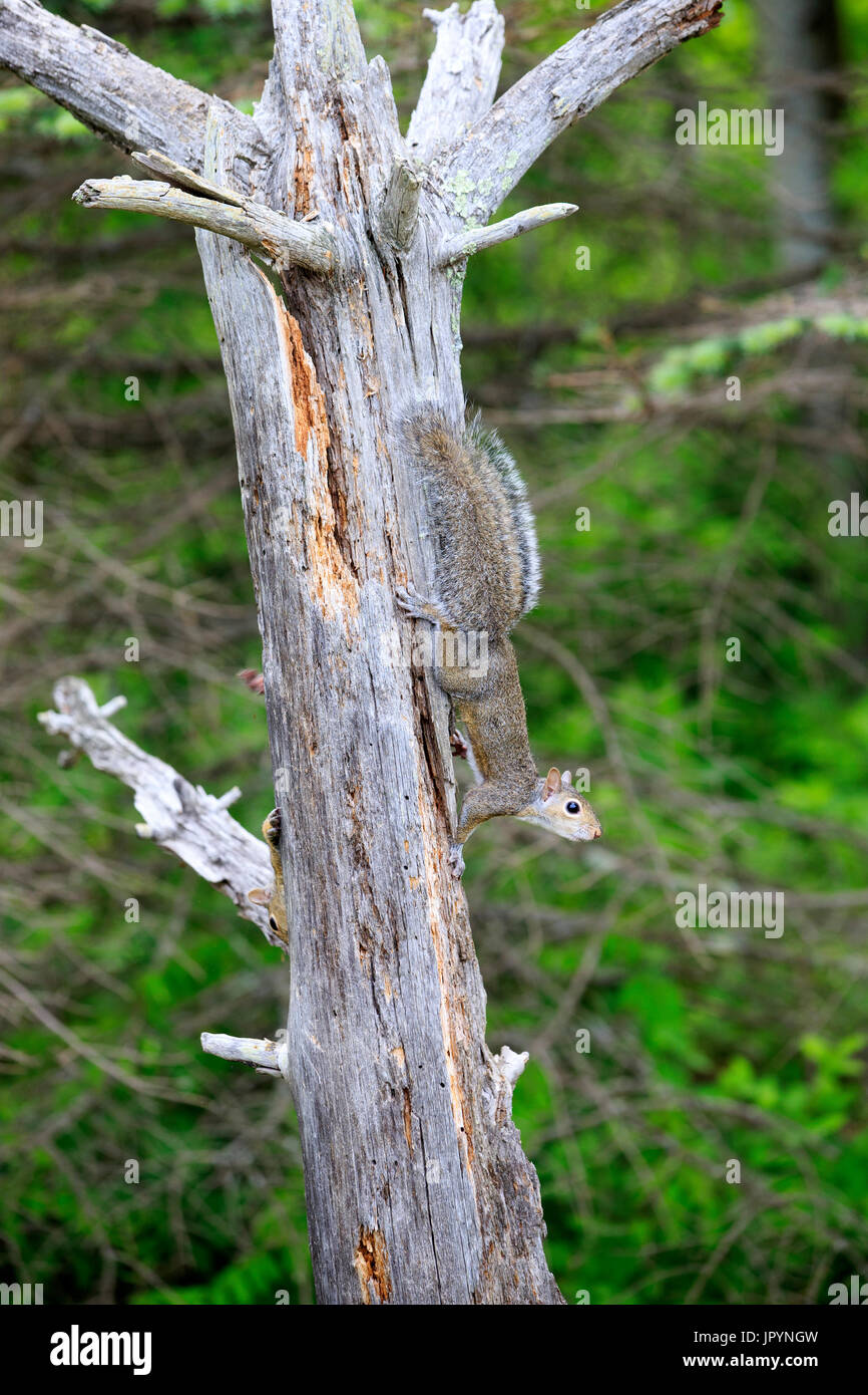 Eastern Grey squirrel on dead tree - Minnesota USA Stock Photo - Alamy