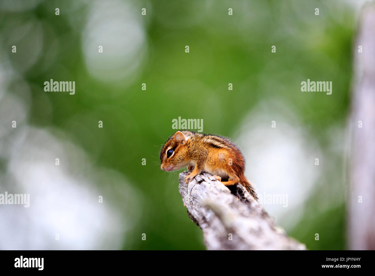 Chipmunk species hi-res stock photography and images - Alamy