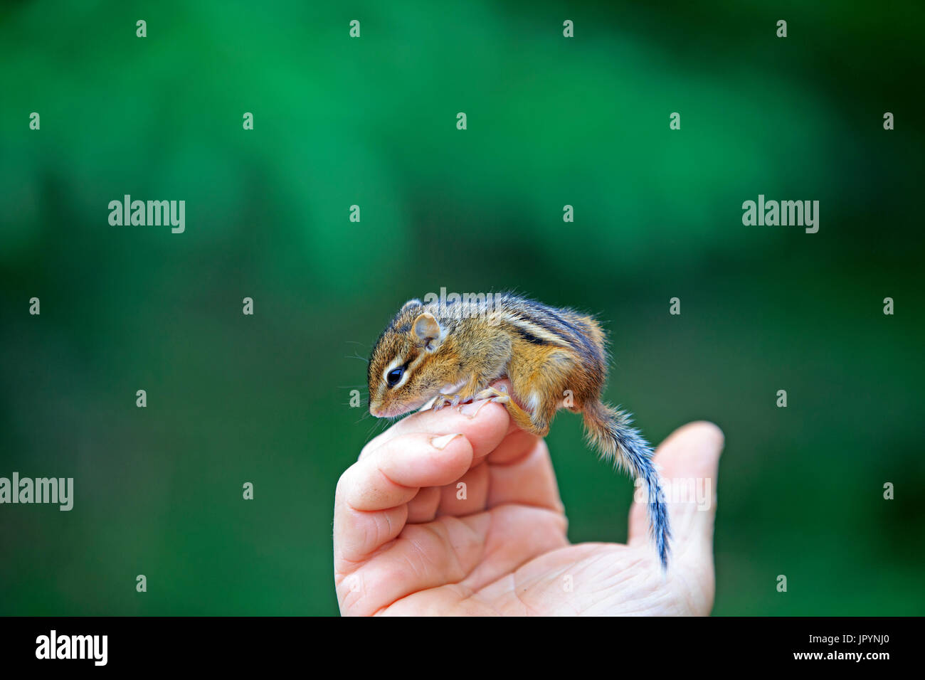 Side profile of chipmunk hi-res stock photography and images - Alamy