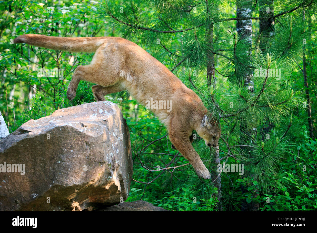Puma jumping from a rock - Minnesota USA Stock Photo - Alamy