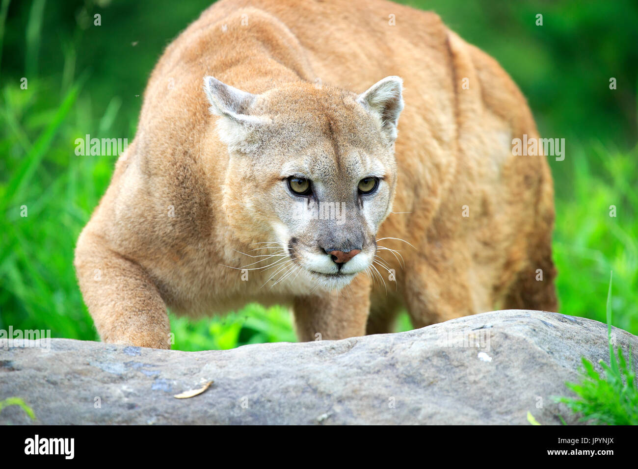 Puma on the lookout - Minnesota USA Stock Photo - Alamy