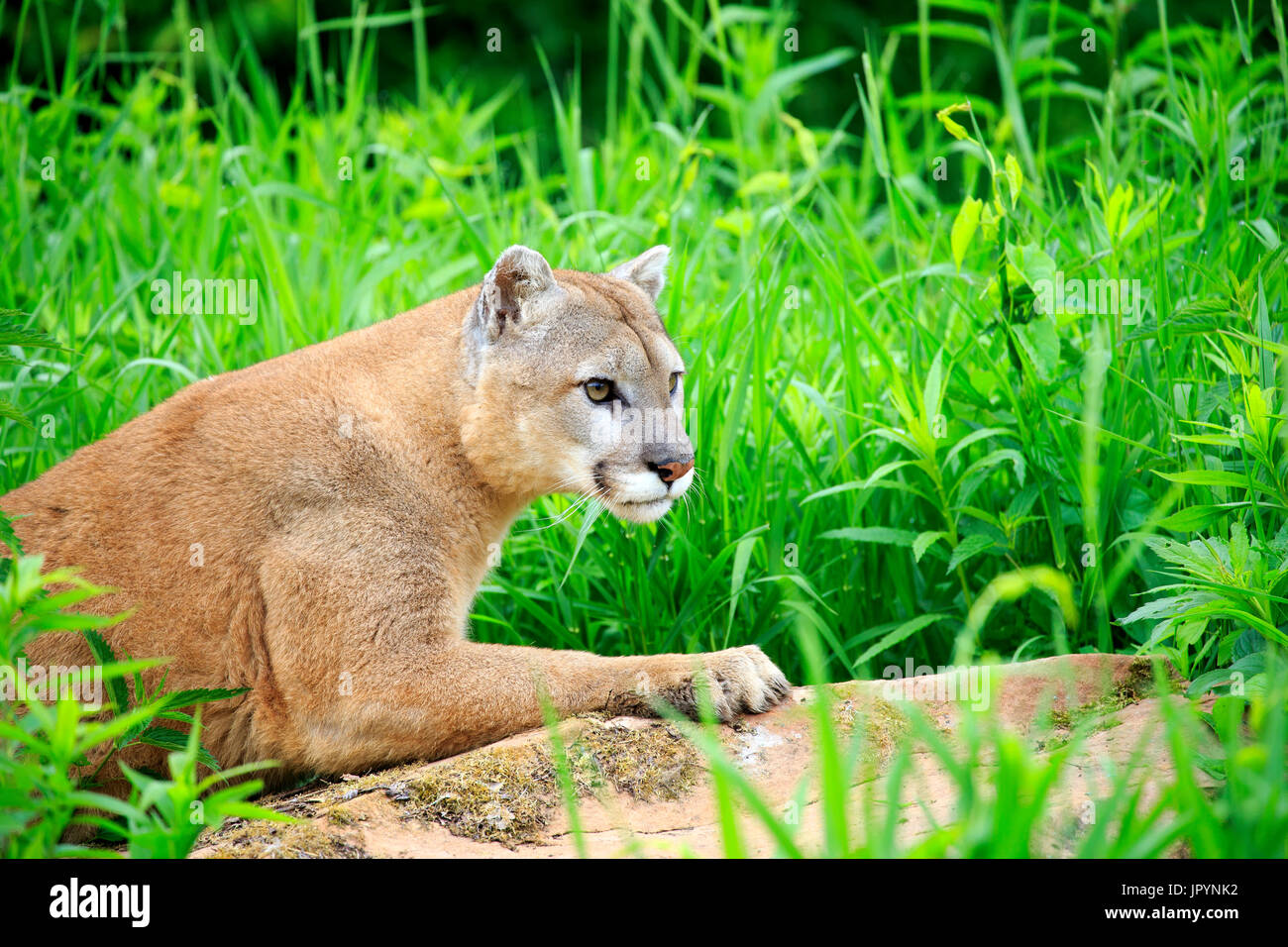 Puma profile hi-res stock photography and images - Alamy