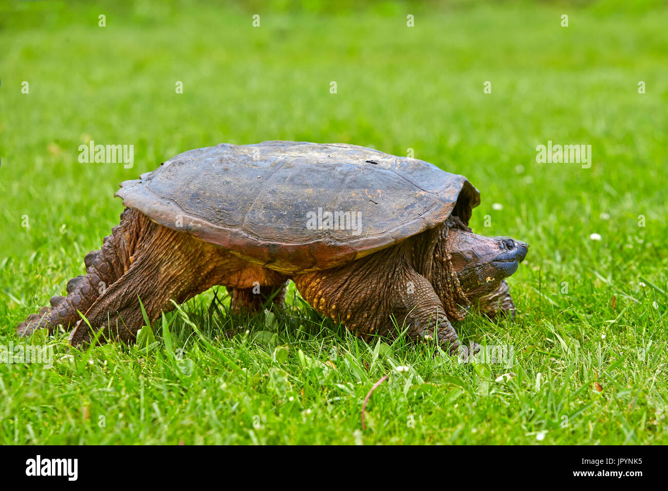 Snapping turtle walking in the grass - Minnesota USA Stock Photo - Alamy