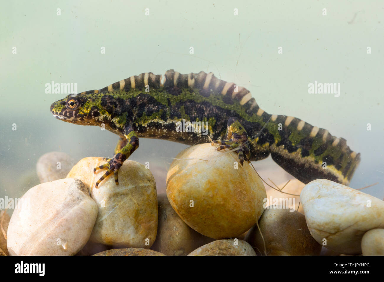Marbled newt hi-res stock photography and images - Alamy