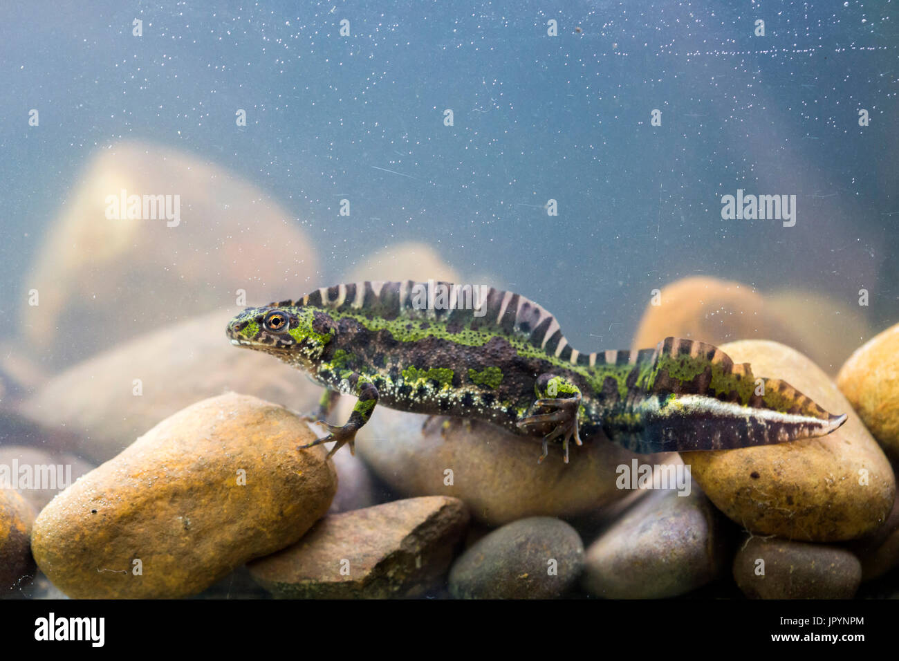 Marbled Newt under water - Leon Spain Stock Photo - Alamy