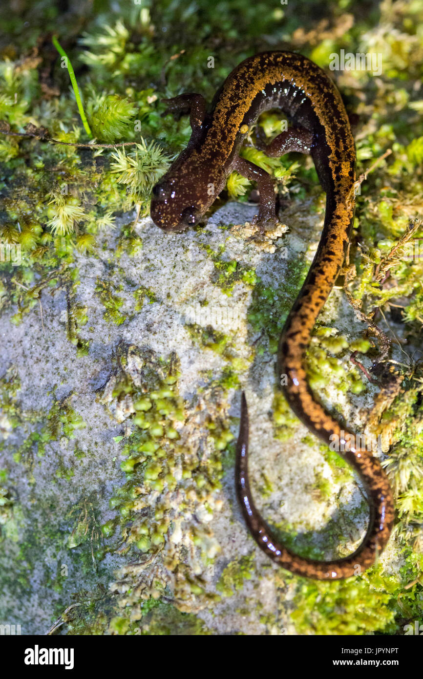 Gold-striped Salamander on moss - Redes Asturias Spain Stock Photo - Alamy