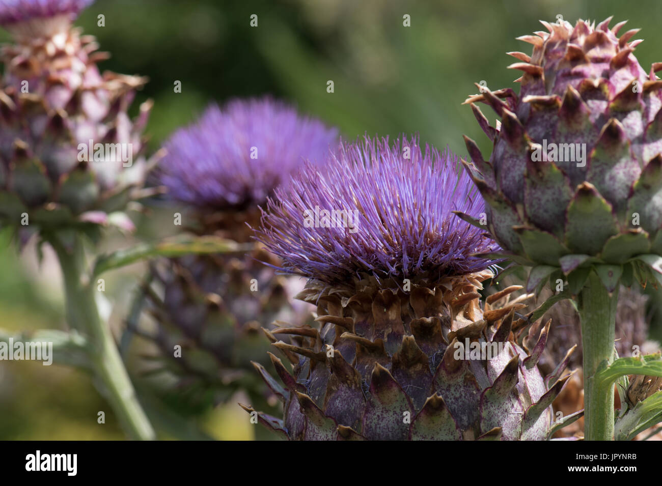 The giant thistle, Cynara cardunculus, also known as the Cardoon Stock ...
