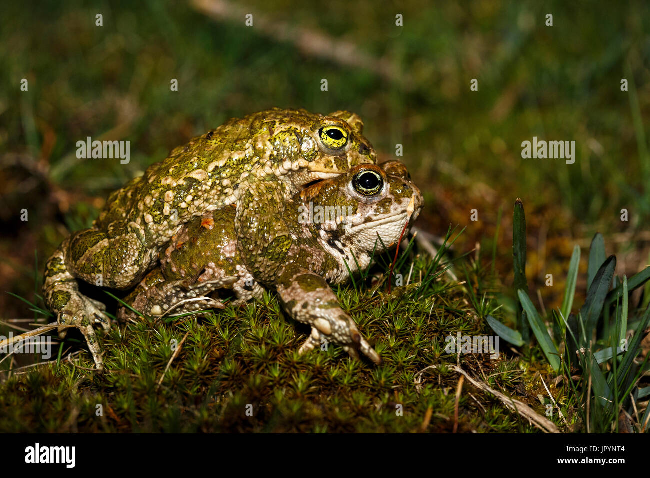 Natterjack Toads Mating High Resolution Stock Photography and Images ...