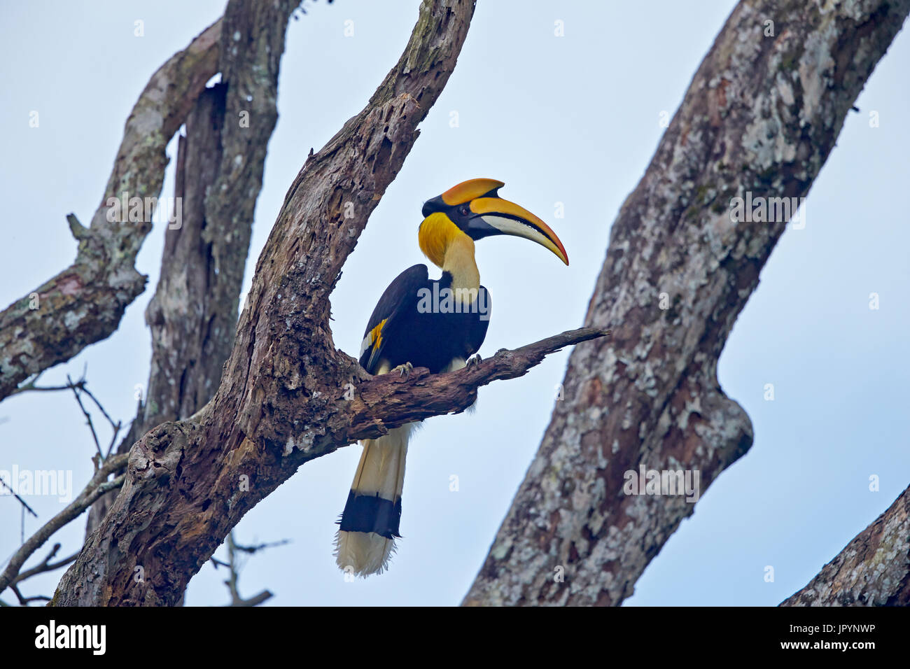 Great hornbill on branch - Anaimalai Mountain Range India Stock Photo ...