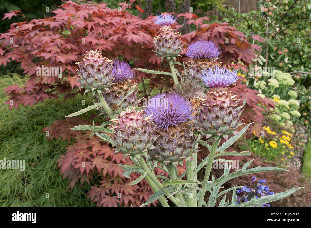 The giant thistle, Cynara cardunculus, also known as the Cardoon Stock ...