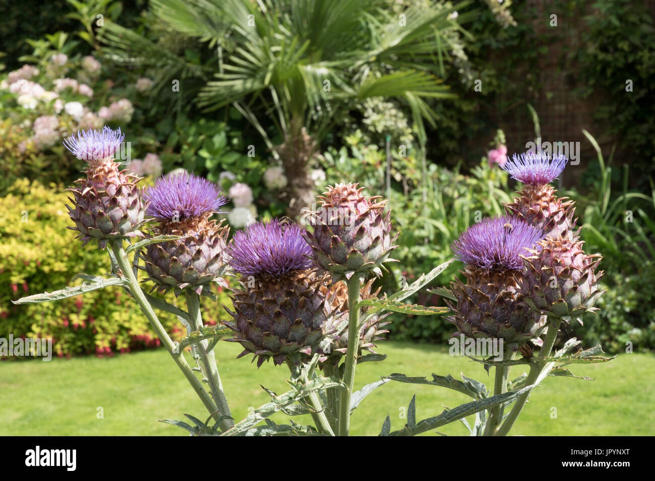 The giant thistle, Cynara cardunculus, also known as the Cardoon Stock ...