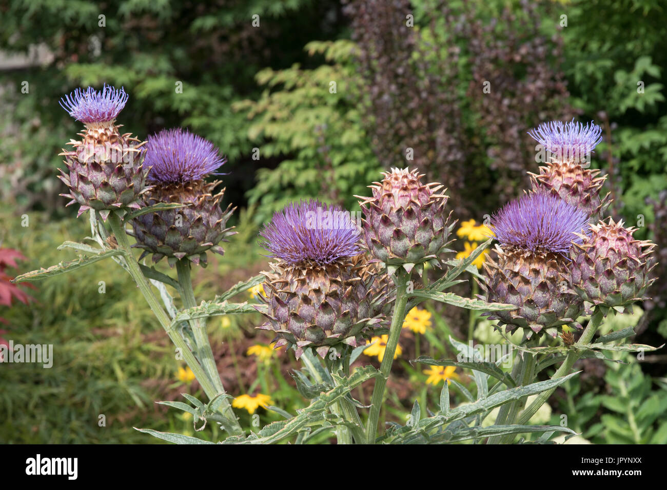The giant thistle, Cynara cardunculus, also known as the Cardoon Stock ...