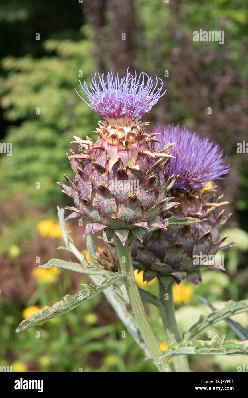 Giant thistle hi-res stock photography and images - Alamy