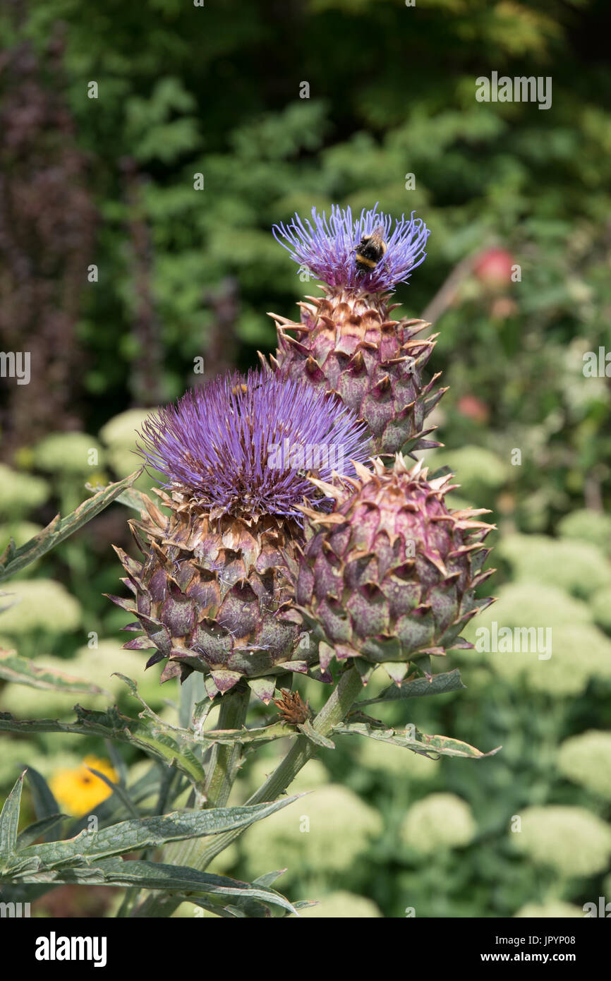 The giant thistle, Cynara cardunculus, also known as the Cardoon Stock ...