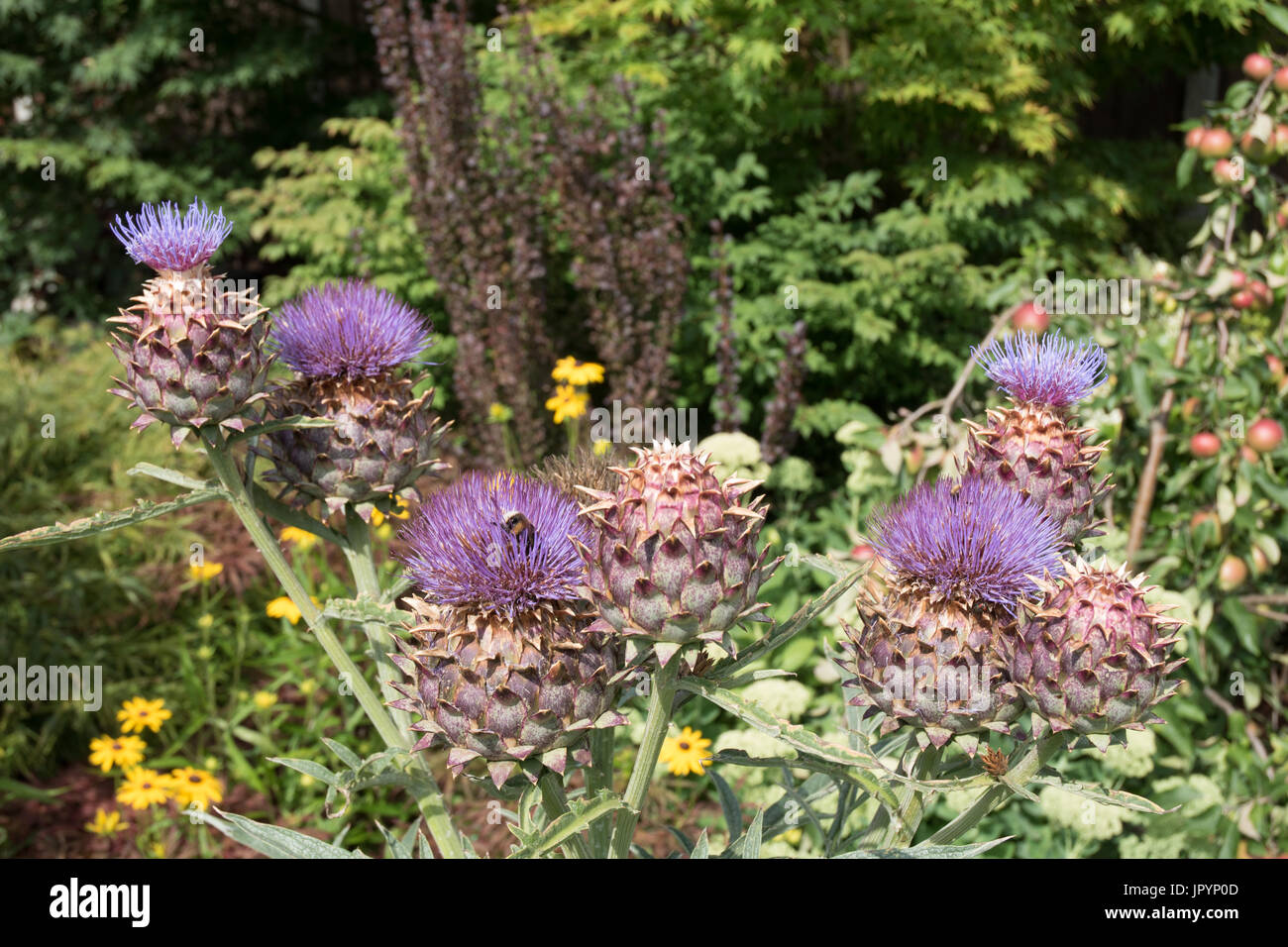 Giant ornamental thistle hi-res stock photography and images - Alamy