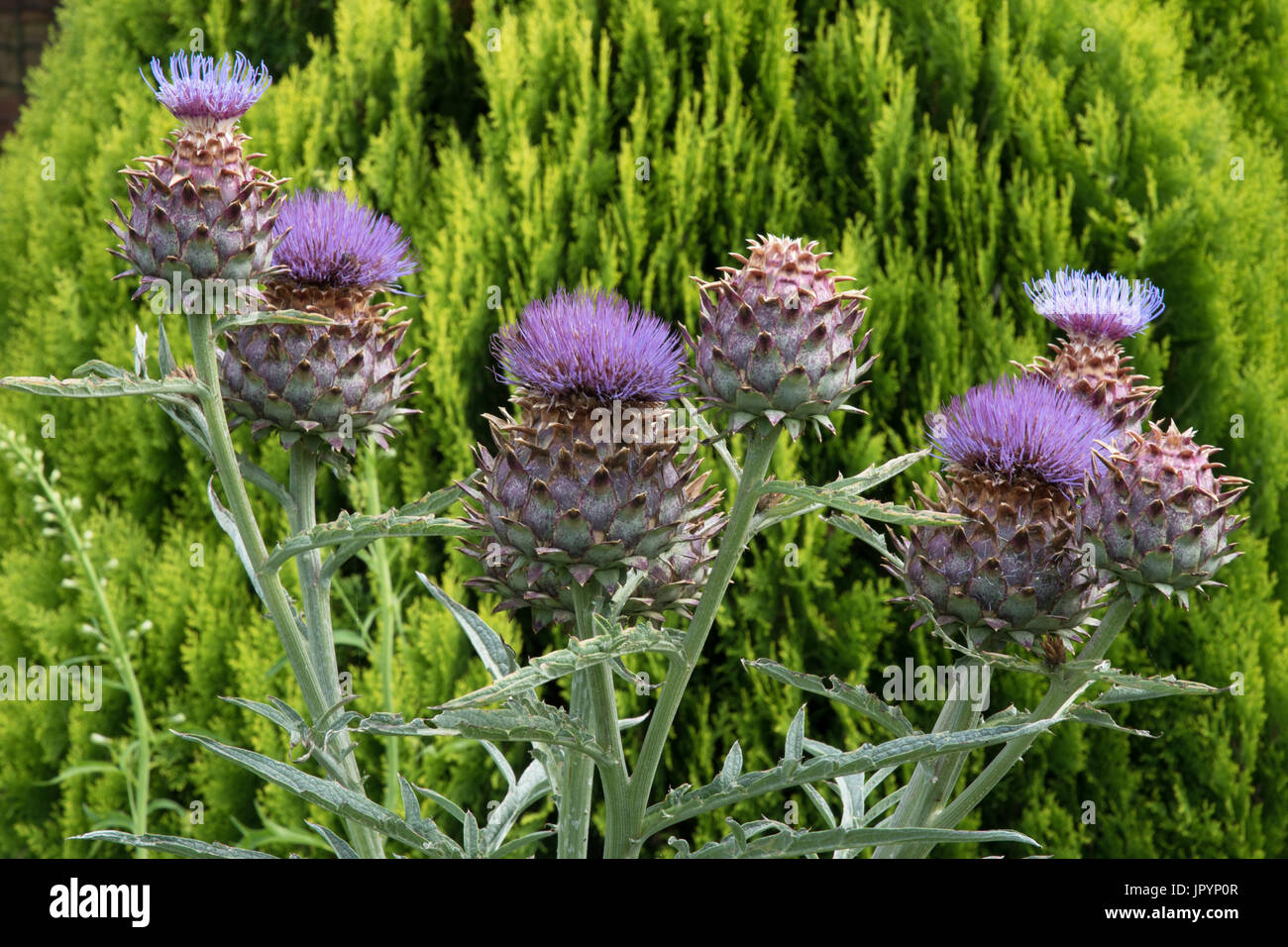 The giant thistle, Cynara cardunculus, also known as the Cardoon Stock ...