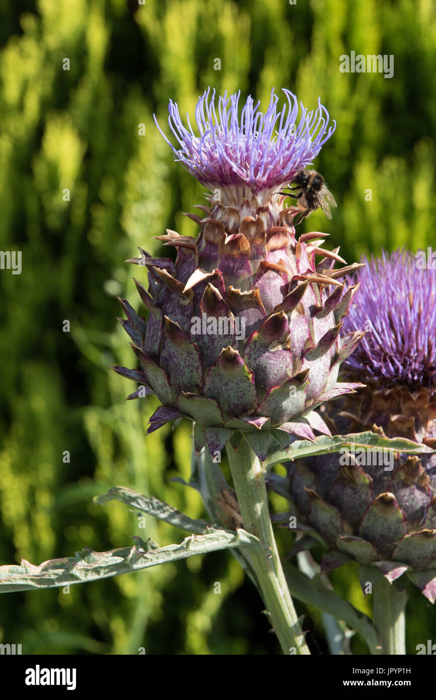 The giant thistle, Cynara cardunculus, also known as the Cardoon Stock ...