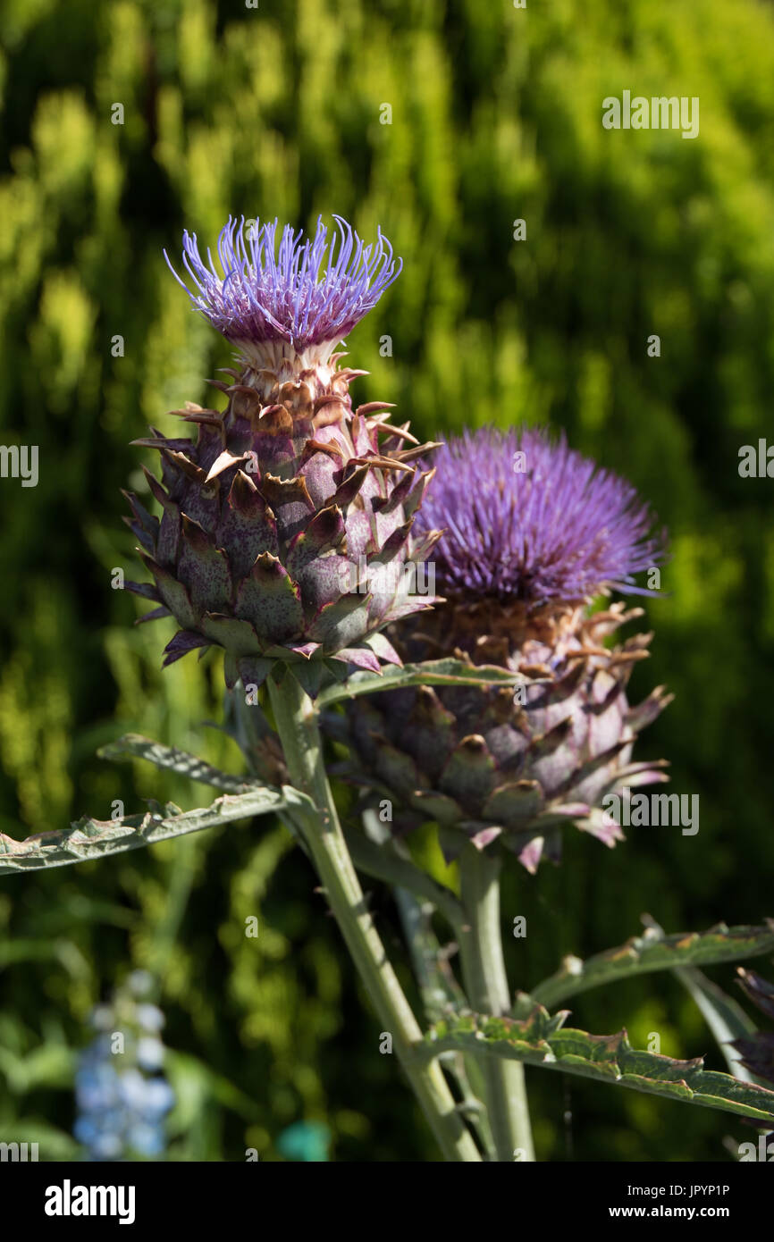 The giant thistle, Cynara cardunculus, also known as the Cardoon Stock ...