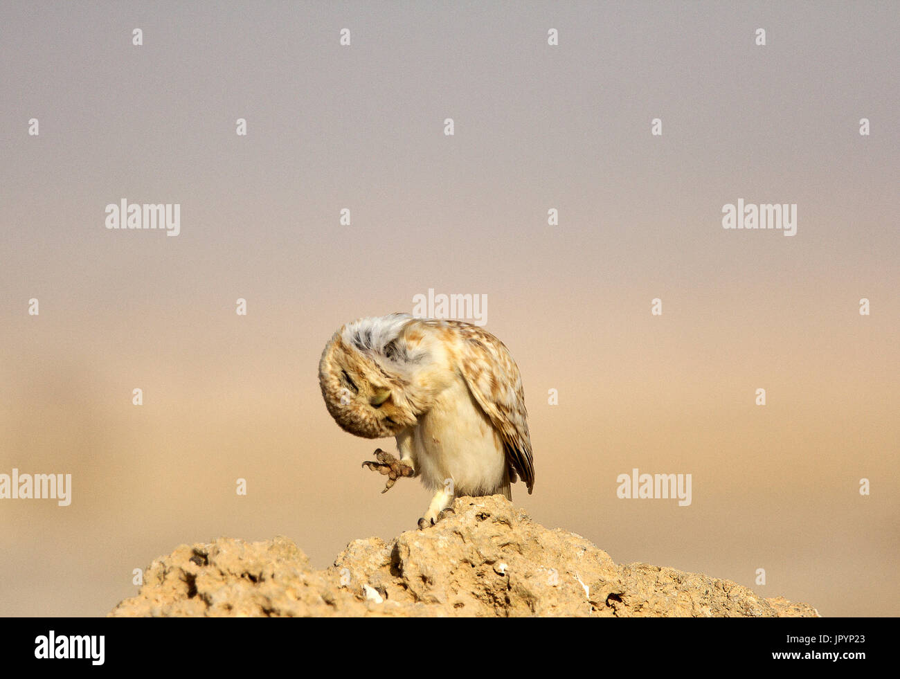 Little owl scratching on ground - Qatar Stock Photo - Alamy