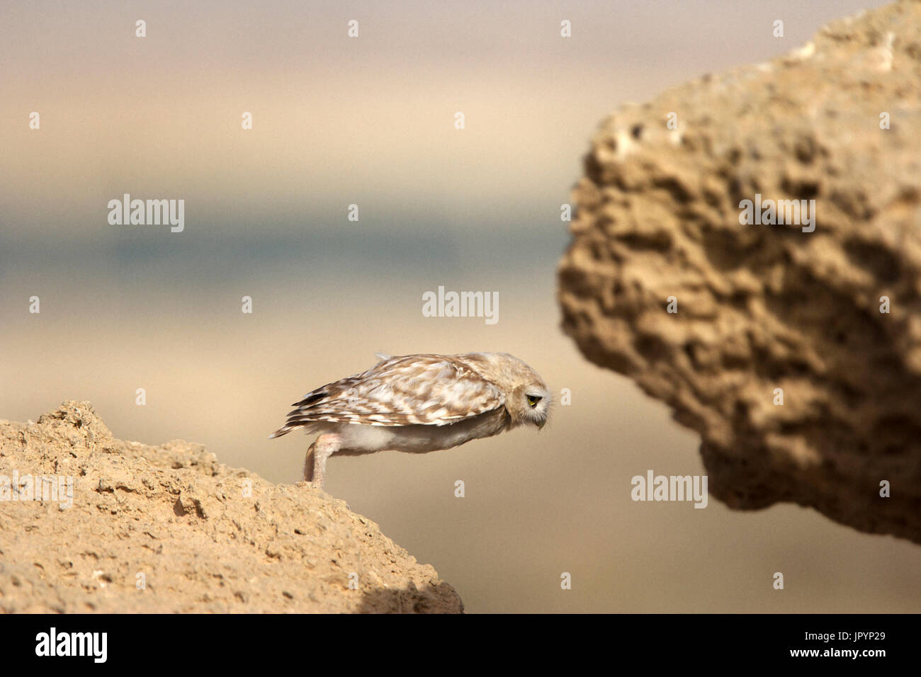 Little owl on ground - Qatar Stock Photo - Alamy