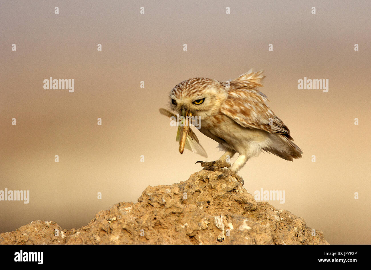 Owl with insect hi-res stock photography and images - Alamy
