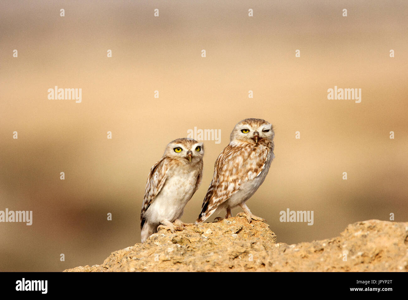 Little owls on ground - Qatar Stock Photo - Alamy