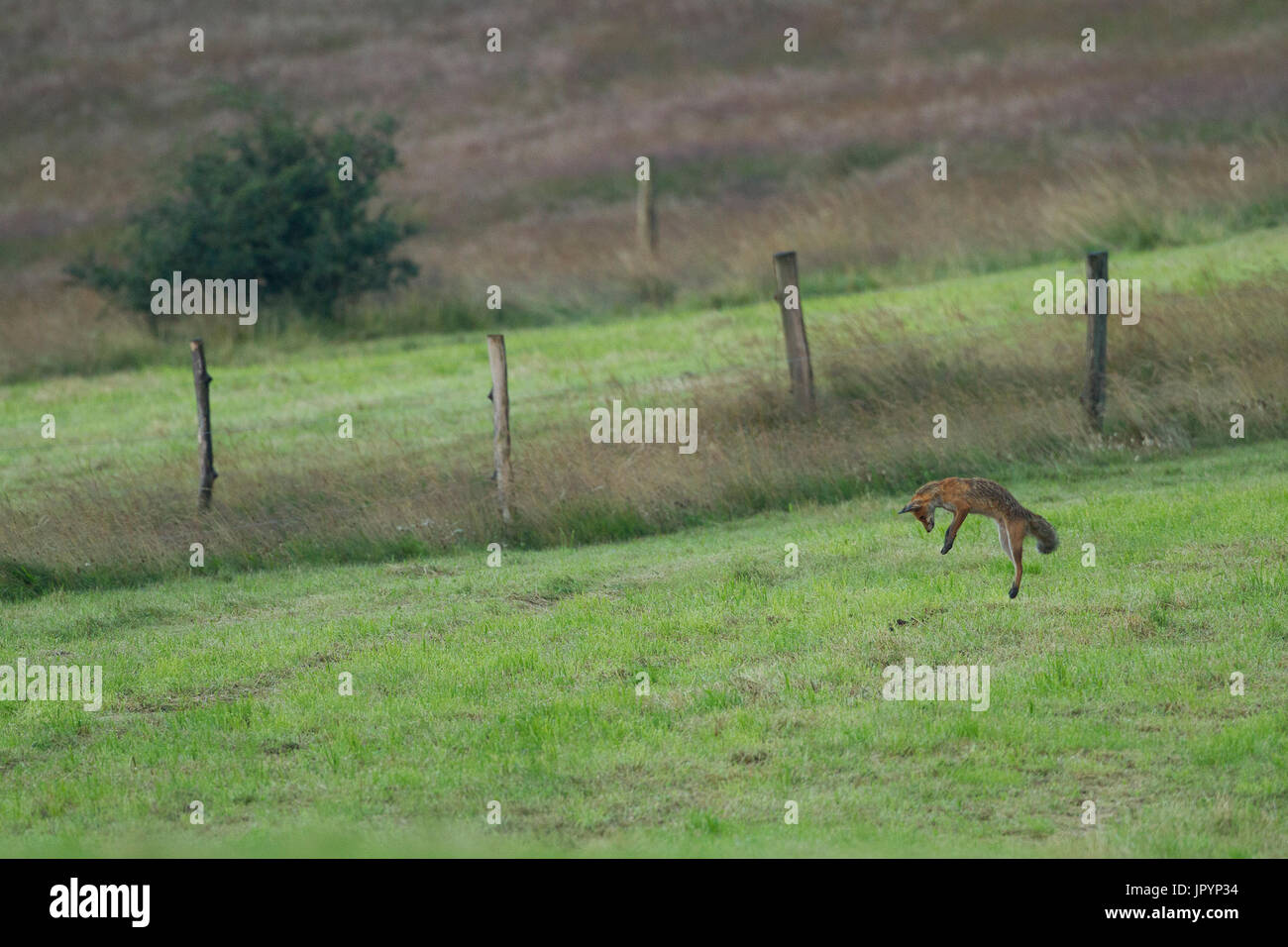 Red fox hunting in a meadow - Alsace France Stock Photo - Alamy