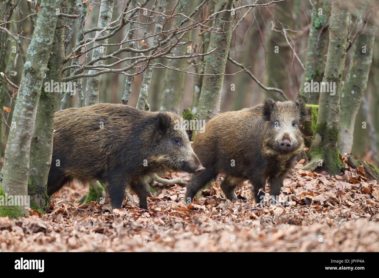 Wild Boar Look High Resolution Stock Photography and Images - Alamy