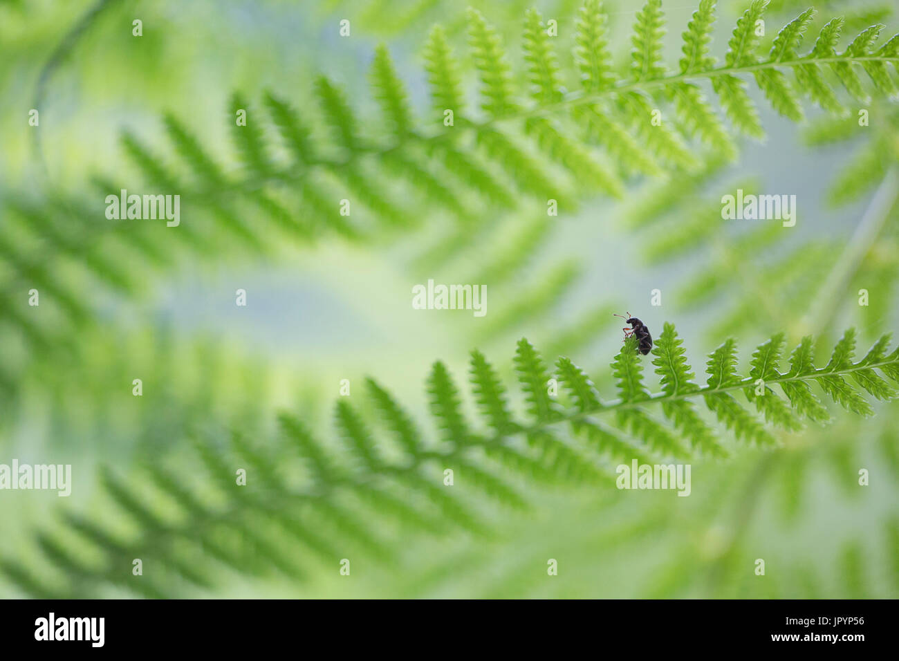 Insect on fern frond - France Stock Photo - Alamy