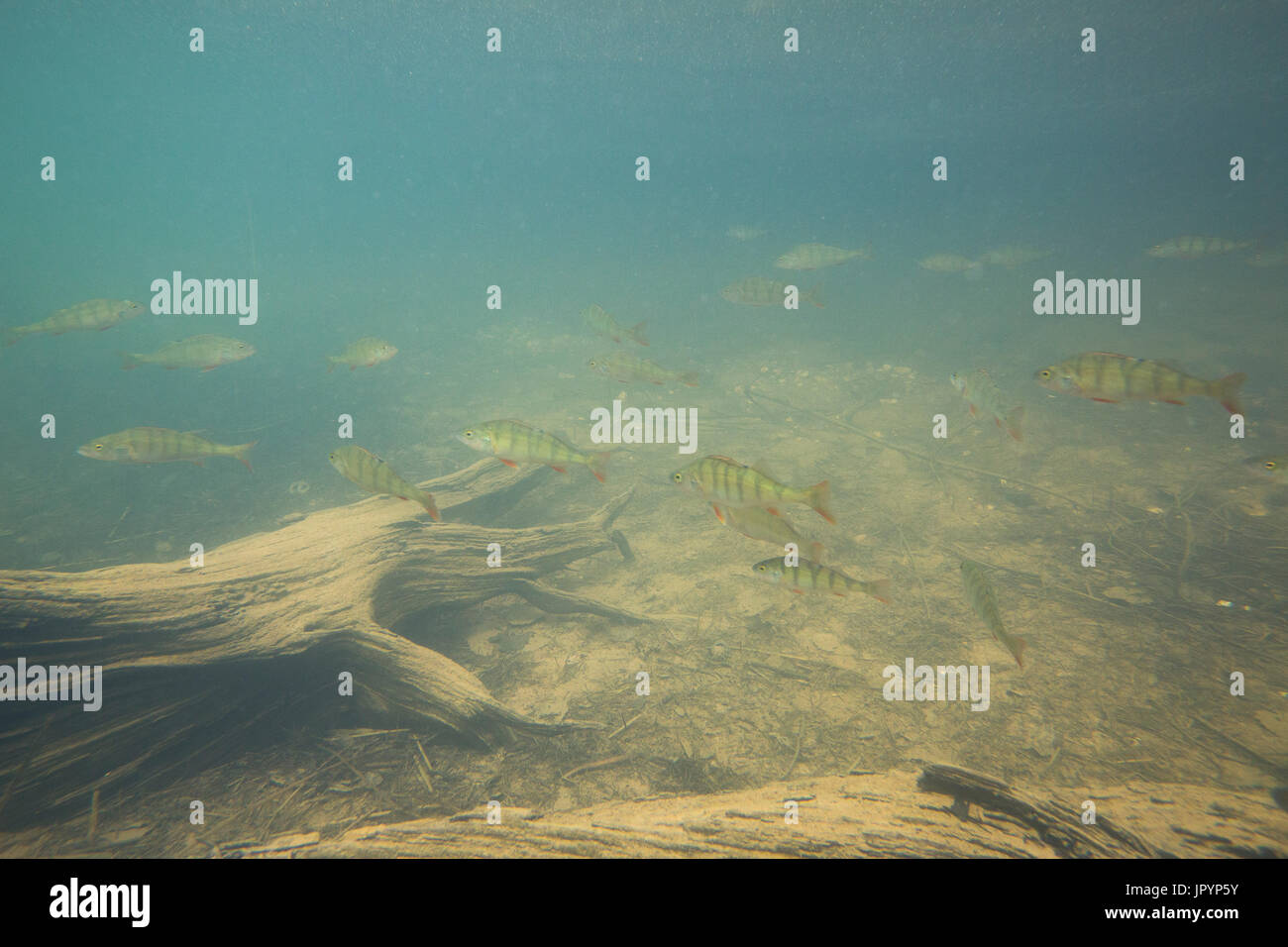 European perchs - Lake Pierre Percee Vosges France Stock Photo - Alamy