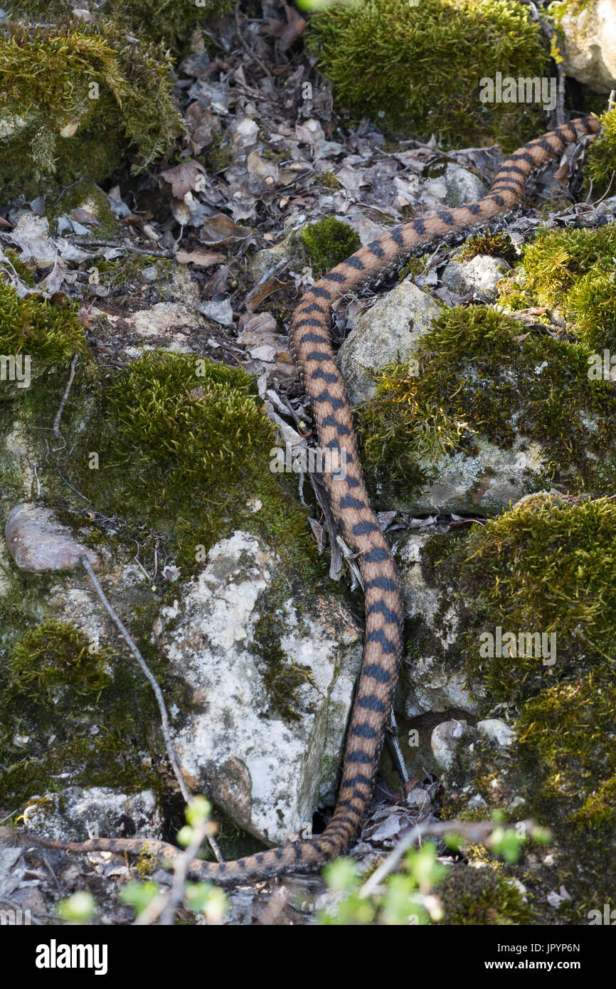 Venomous Snake In France Stock Photos & Venomous Snake In France Stock ...