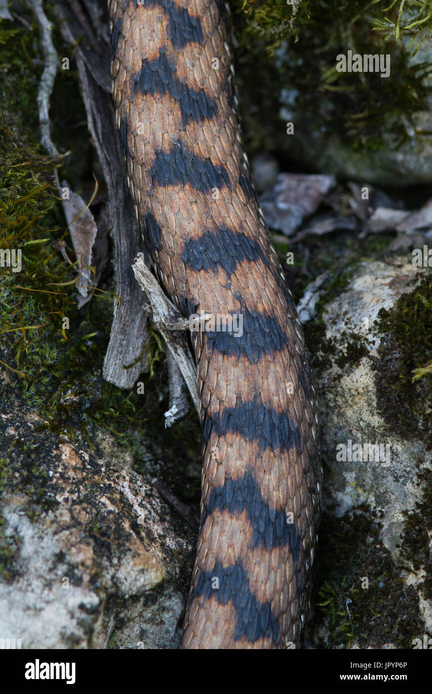 Asp viper back in the rocks - France Stock Photo - Alamy
