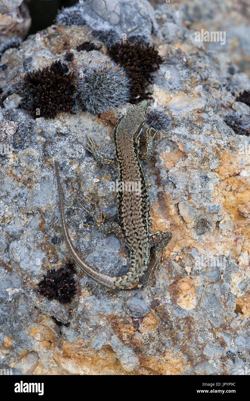 Common Wall Lizard on rock - Alsace France Stock Photo - Alamy