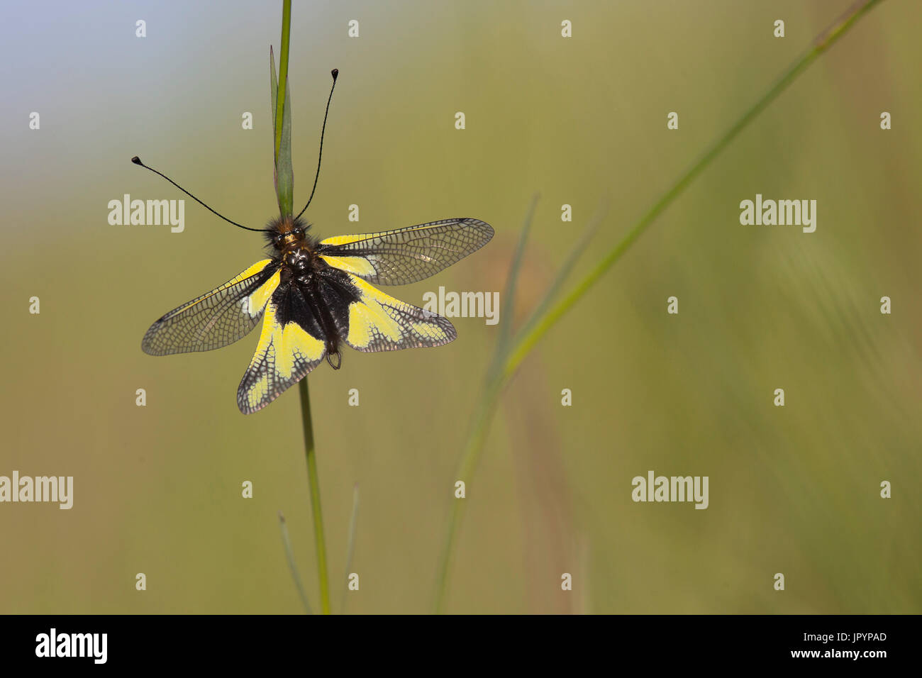 The butterfly lion hi-res stock photography and images - Alamy