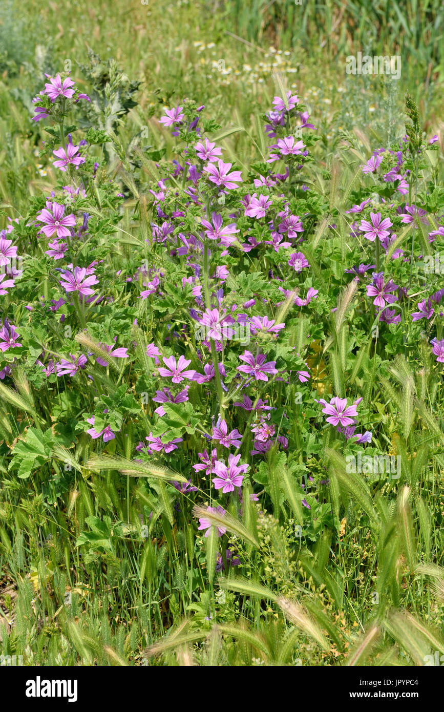 Common Mallow in bloom - France Stock Photo - Alamy