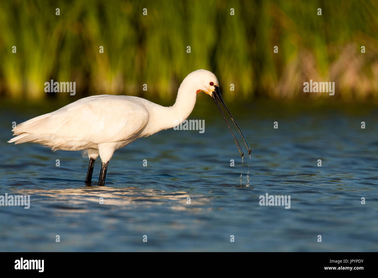 Eurasian Spoonbill fishing in water - Brazo del Este Spain Stock Photo ...